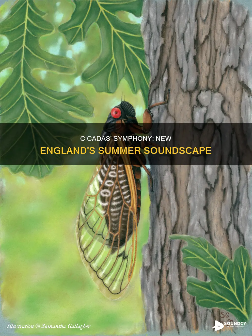 Cicadas' Symphony: New England's Summer Soundscape | SoundCy