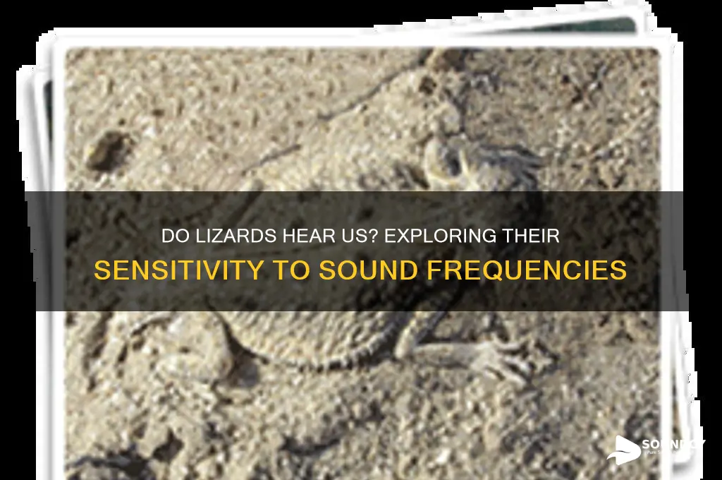 Do Lizards Hear Us? Exploring Their Sensitivity To Sound Frequencies ...
