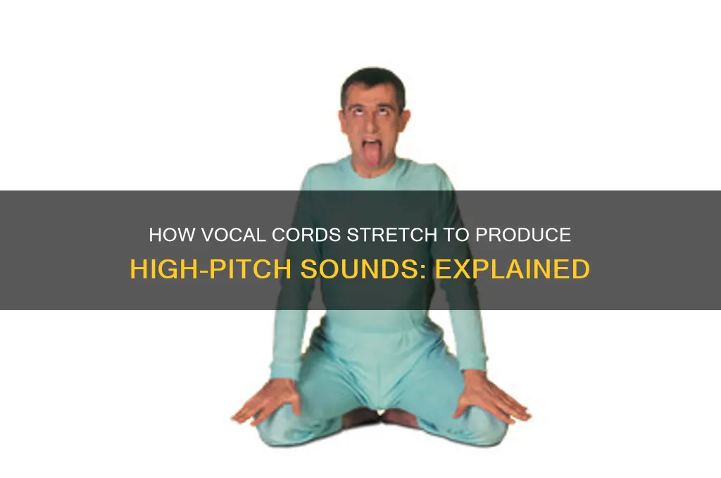 How Vocal Cords Stretch To Produce High-Pitch Sounds: Explained | SoundCy