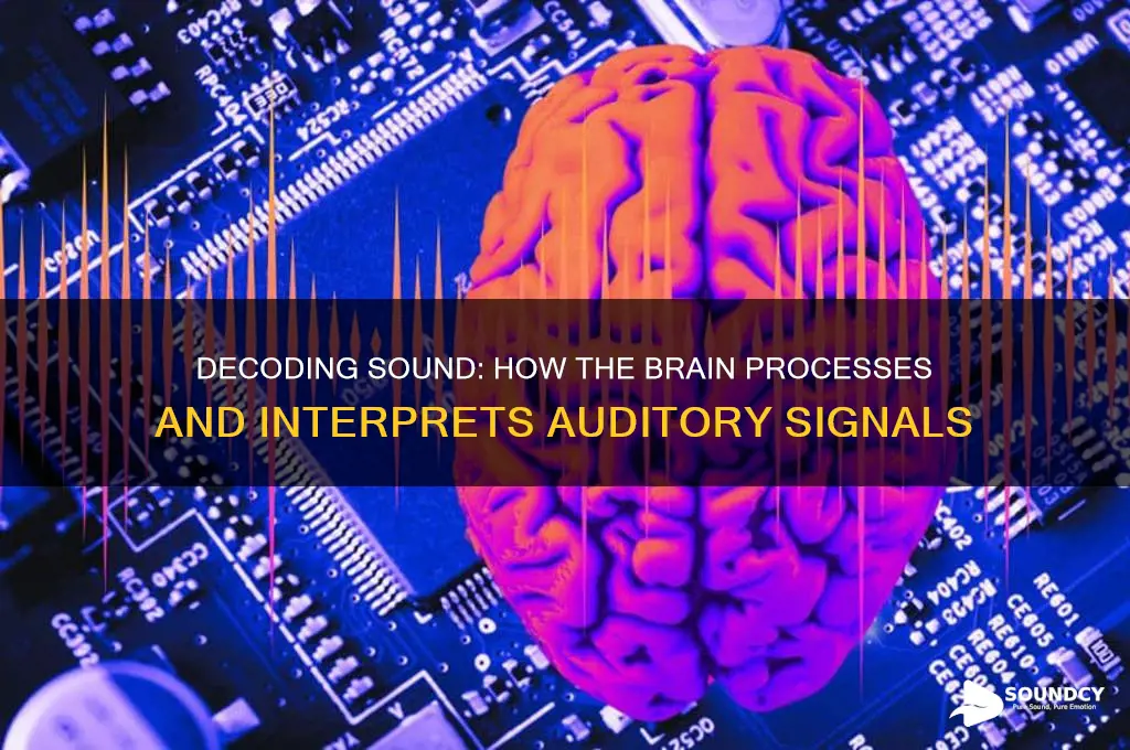 Decoding Sound: How The Brain Processes And Interprets Auditory Signals ...