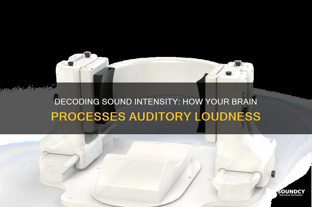 Decoding Sound Intensity: How Your Brain Processes Auditory Loudness ...