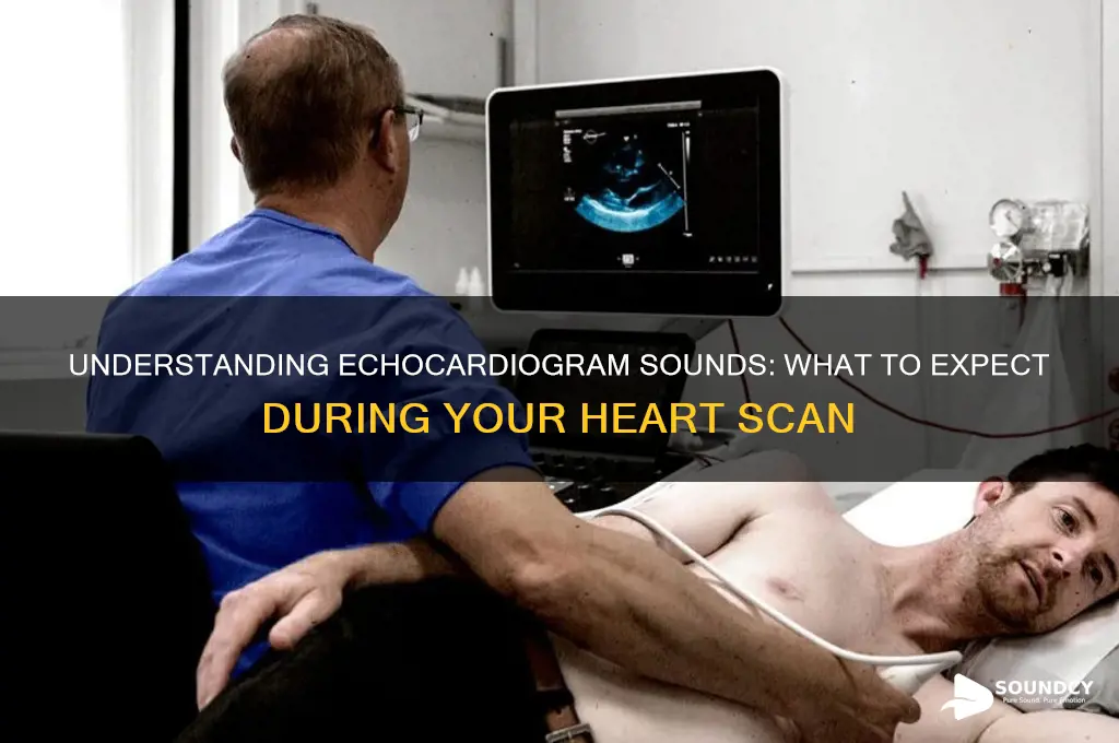 Understanding Echocardiogram Sounds: What To Expect During Your Heart ...