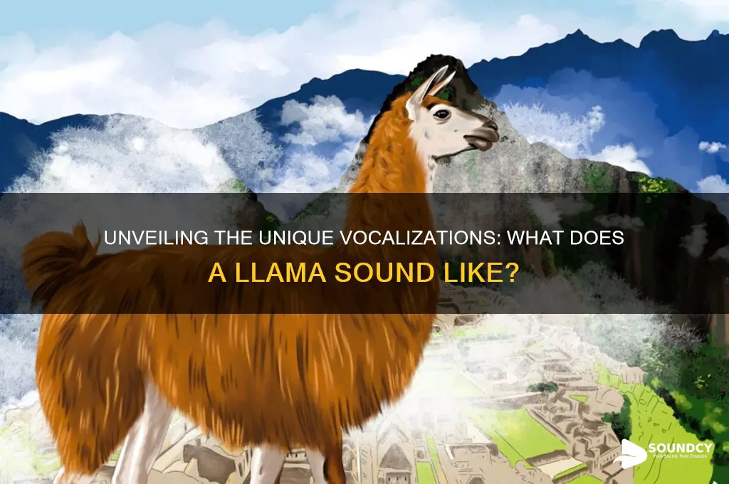 Unveiling The Unique Vocalizations: What Does A Llama Sound Like? | SoundCy