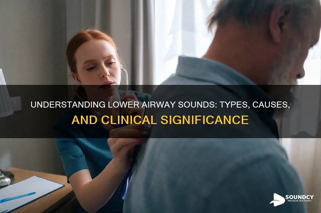 Understanding Lower Airway Sounds: Types, Causes, And Clinical ...