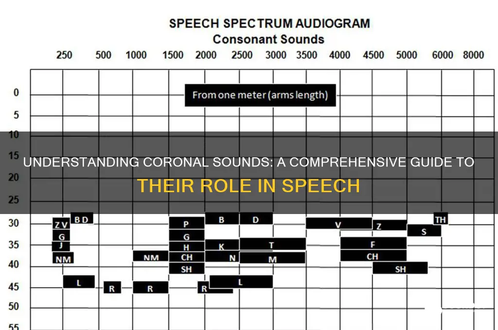 Understanding Coronal Sounds: A Comprehensive Guide To Their Role In ...