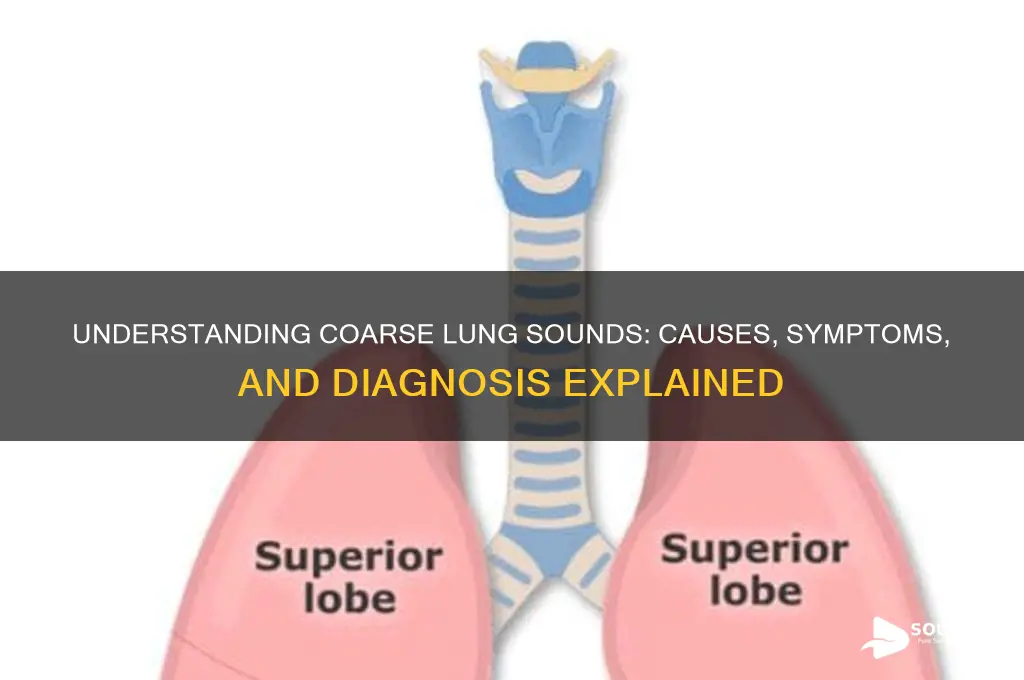 Understanding Coarse Lung Sounds: Causes, Symptoms, And Diagnosis ...