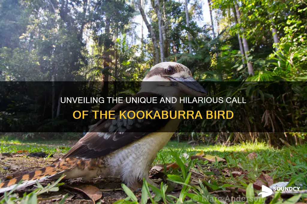 Unveiling The Unique And Hilarious Call Of The Kookaburra Bird | SoundCy