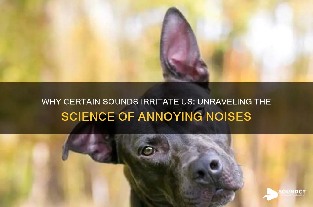 Why Certain Sounds Irritate Us: Unraveling The Science Of Annoying ...