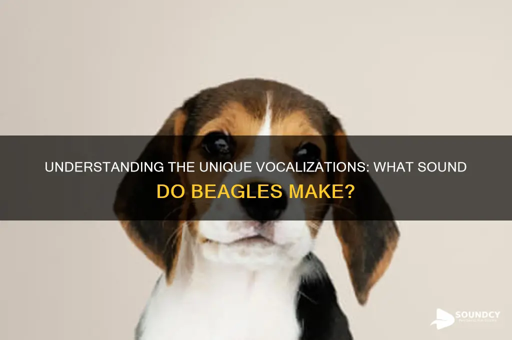 Understanding The Unique Vocalizations: What Sound Do Beagles Make ...